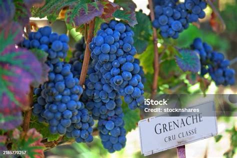 코트 드 프로방스 아펠라시옹 등급 로제 와인 생산 코트다쥐르 프랑스 Grenache에 대한 스톡 사진 및 기타 이미지 Istock