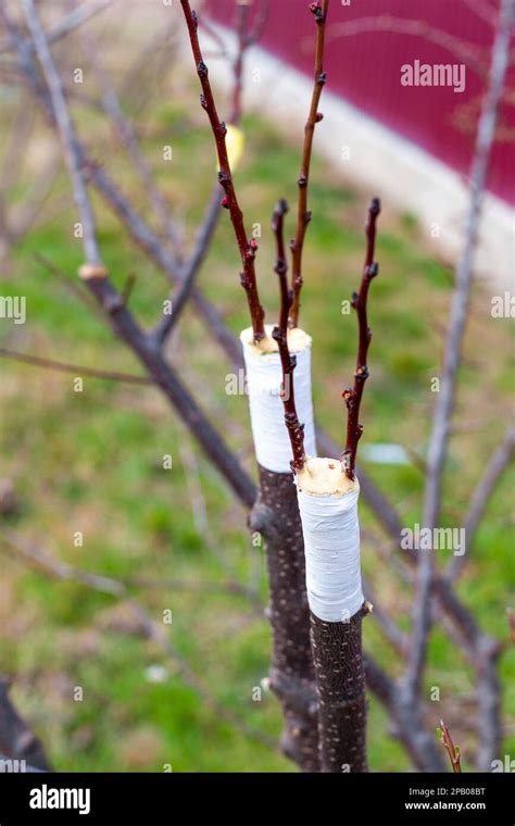 Grafting Of Fruit Trees Using The Split Method The Cuttings Are
