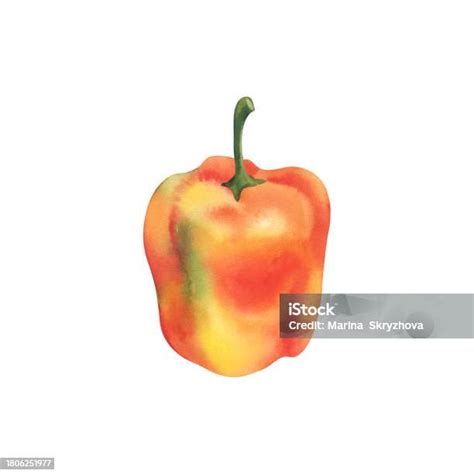 오렌지 페퍼 파프리카 달콤한 빨간 피망 수채화 그림입니다 건강한 야채 건강한 식습관 아이콘 스티커 인쇄 로고 파프리카에 대한 스톡 벡터 아트 및 기타 이미지 Istock