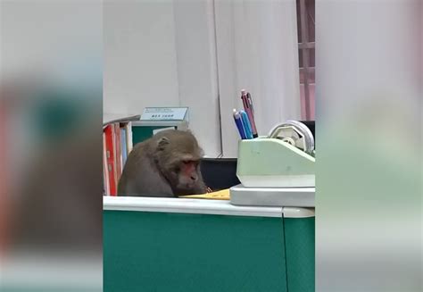 東寫西讀‧好讀周報 【每日一笑】網友笑翻！中山大學新聘工讀生？竟是獮猴端坐辦公室