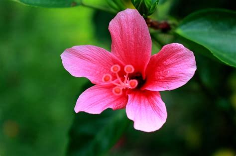 Premium Photo Fresh Pink Hibiscus Fragilis Flowers Close Up