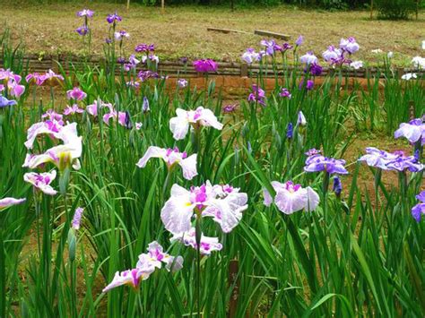 明治神宮の花菖蒲ハナショウブ2025年の見頃と現在の開花状況は 歩いてみたブログ