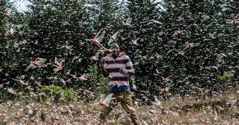 How Tech Helped Beat Back Locust Swarms In East Africa