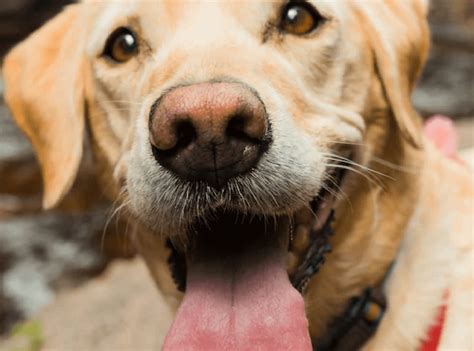 Press Releases Loopworm