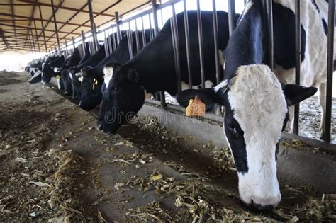 Pasture Cattle Are Eating Grass Stock Image Image Of Food Product