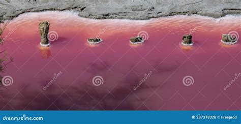 Wooden Stakes Corroded By Salt And Pink Salt Water Camargue Salin De