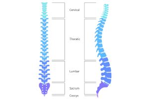 Why Go To A Structural Correction Chiropractor Sunset Chiropractic
