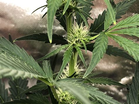 Autoflower Bud Formation Grow Question By Tata1 Growdiaries