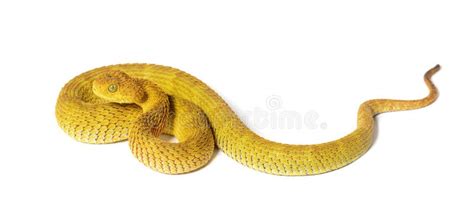 Leaf Viper Atheris Squamigera Isolated On White Stock Image Image