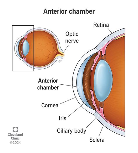Anterior Cavity Of The Eye