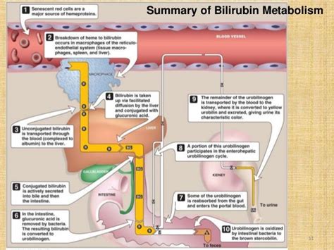Bilirubin Metabolism