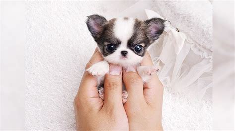 26 Teeny Tiny Puppies Guaranteed To Make You Say Awww InspireMore