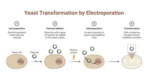 Electroporation Definition Principle Steps Uses