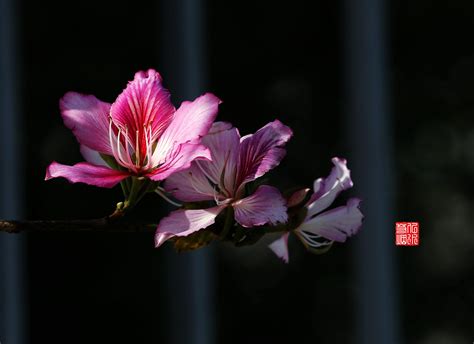 摄影：风吹紫荆树，色与春庭暮卯酉河