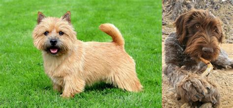 Wirehaired Pointing Griffon Vs Norwich Terrier Breed Comparison