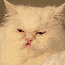 S De Cat Meme Tenor