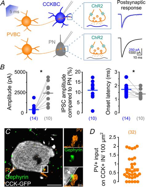 Synaptic Communication Within The Microcircuits Of Pyramidal Neurons And Basket Cells In The