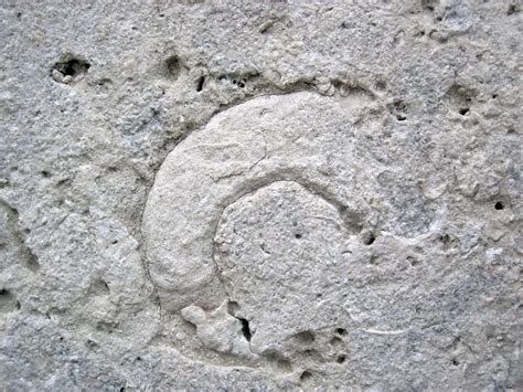 Fossiliferous Limestone Columbus Limestone Middle Devoni… Flickr