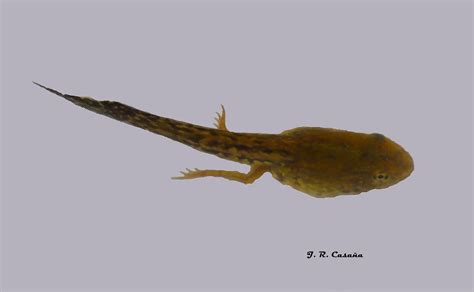 El Gallipato Alcublano Pelophylax perezi La rana común