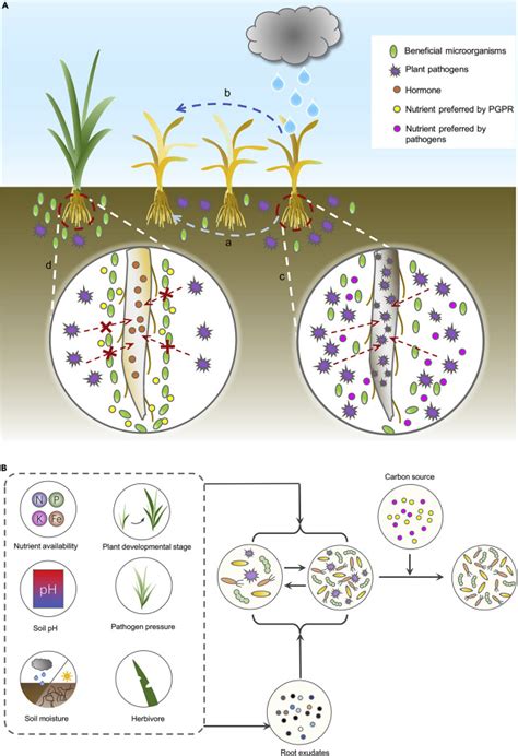 Synergistically Promoting Plant Health By Harnessing Synthetic Microbial Communities And