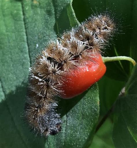 Caterpillar BugGuide Net