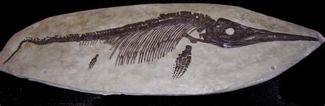 15 Nama Nama Dinosaurus Yang Pernah Hidup Di Bumi