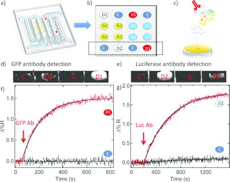 Dna Based Protein Microarrays For Spr Imaging Biosensor Application A Download Scientific
