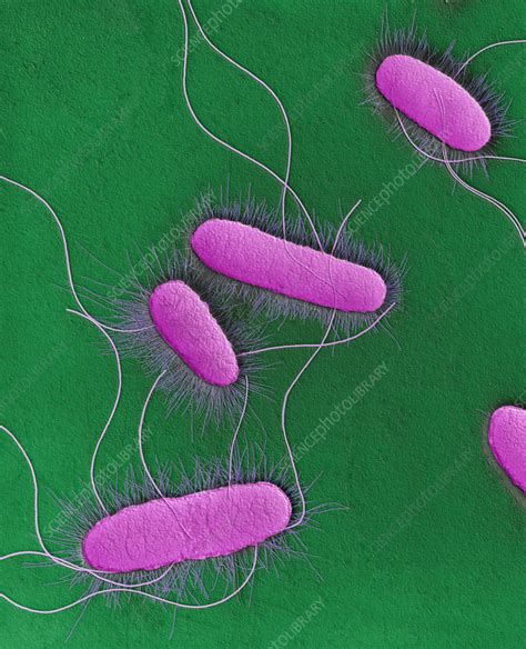 E Coli Bacteria Tem Stock Image C0562243 Science Photo Library
