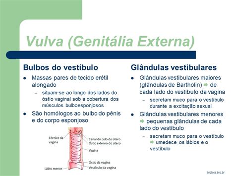 Sistema Reprodutor Feminino Bioloja