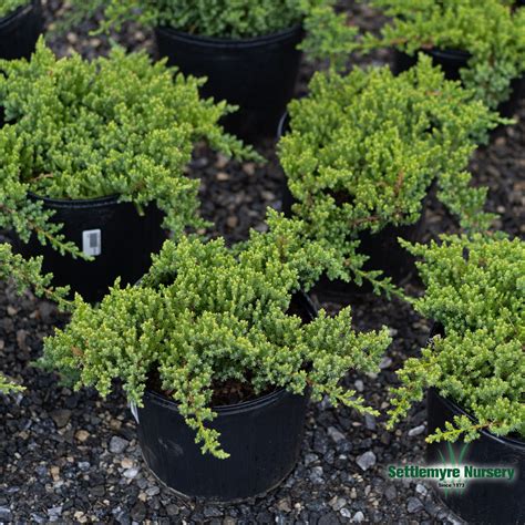 Parsoni Juniper Ground Covers Settlemyre Nursery