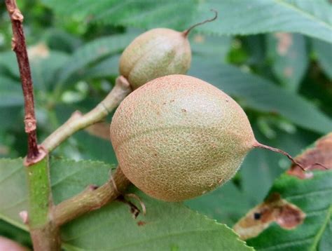 Yellow Buckeye Tree Guide Uk Yellow Buckeye Tree Identification