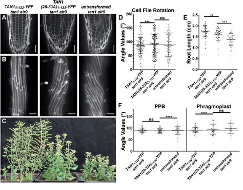 Figure 4 From The Localization Of Phragmoplast Orienting Kinesin1 At