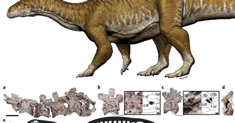 Species New To Science Paleontology • 2018 Ingentia Prima • An Early