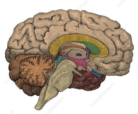 Brain Cross Section Stock Image C012 3807 Science Photo Library