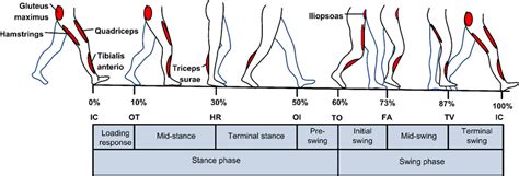 Loading Response Gait Cycle