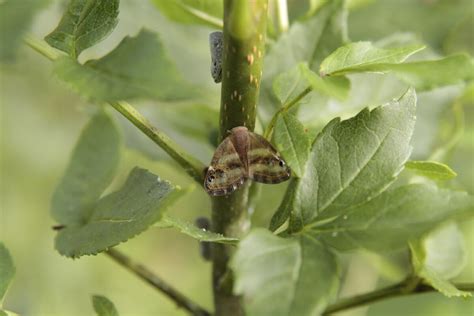 Ricaria japonica - японская красота и восточное коварство | Дикий Юг ...