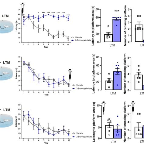 histological verification of the position of the cannula recording and