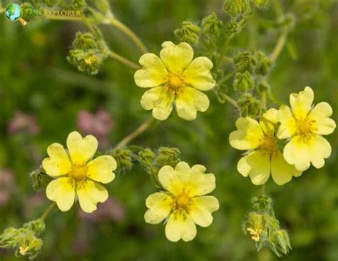 Cinquefoil Flower Potentila Fruticosa Widdy FiveFingers BioExplorer