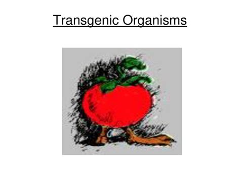 Transgenic Organisms Ppt Download