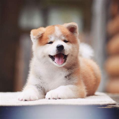 14 Akitas So Happy You Cant Help But Smile Page 2 Of 3 Petpress