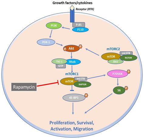 Ijms Free Full Text Predominant Role Of Mtor Signaling In Skin