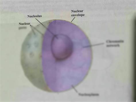 SOLUTION Structure Of Nucleus Studypool