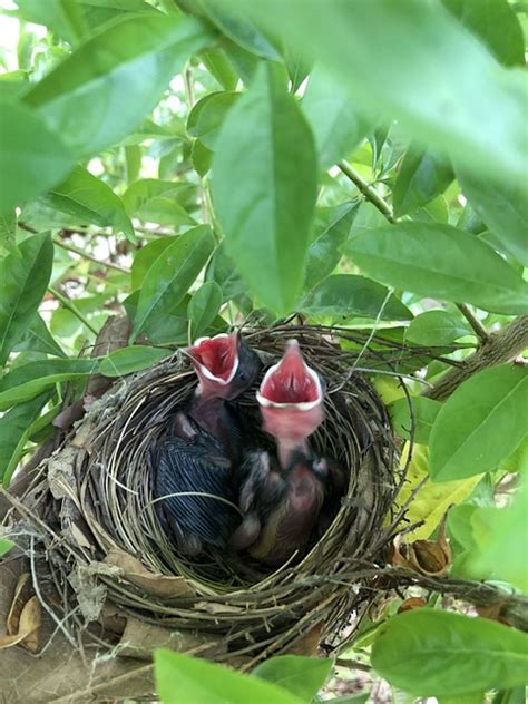 Bird Nest Hatchlings Birds Free Photo On Pixabay