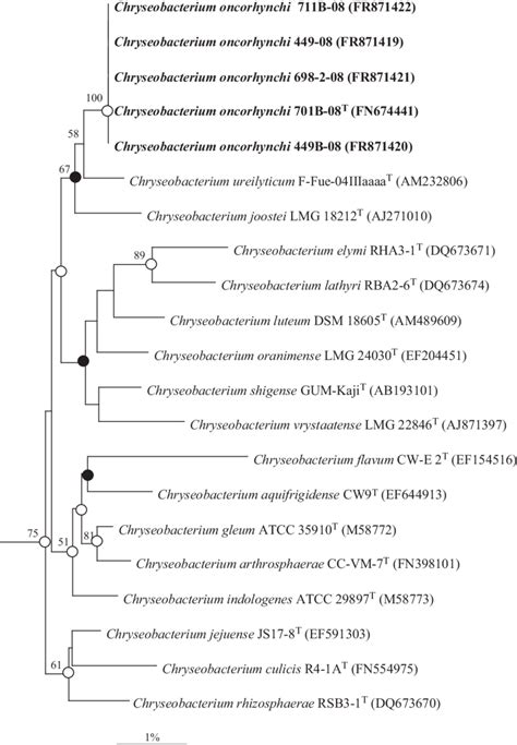 Phylogenetic Tree Based On 16s Rrna Gene Sequence Comparison Obtained