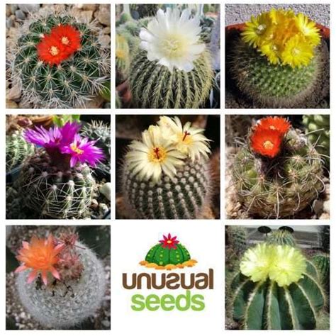 Rebutia violaciflora (minuscula) / 10 seeds - UnusualSeeds