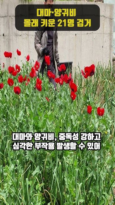 대마·양귀비 몰래 키운 21명 검거 Youtube