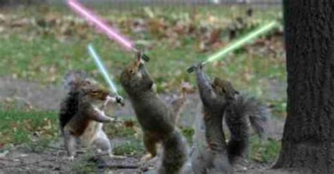 Squirrels With Lightsabers 