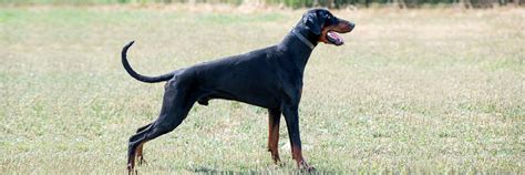 Dobermann | Fakta om hundrasen dobermann | Arken Zoo | Arken Zoo