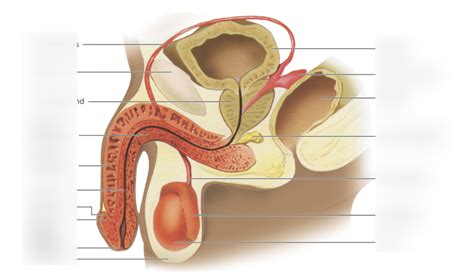 Male Sexual And Reproductive Organs Side View Diagram Quizlet