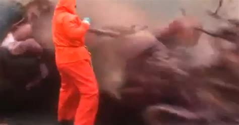 Video Watch Horrifying Footage Of Moment A Dead Sperm Whale Explodes